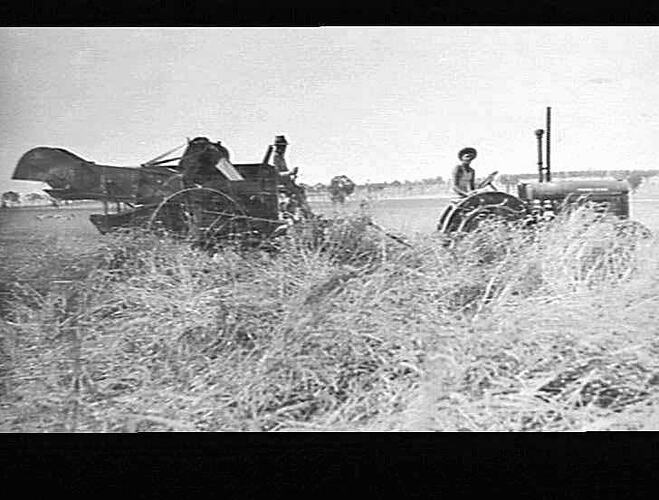 Photograph - H.V. McKay Massey Harris, Sunlight Header Harvester Drawn ...