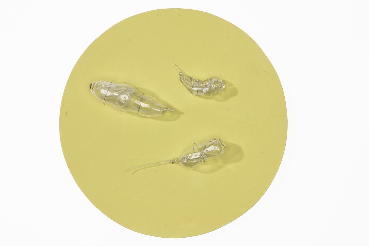 Model - Azotobacter Chroococcum (Azotobacteraceae), Glass, Diameter 10 ...