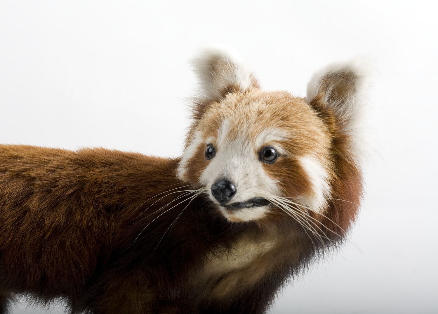 Ailurus fulgens