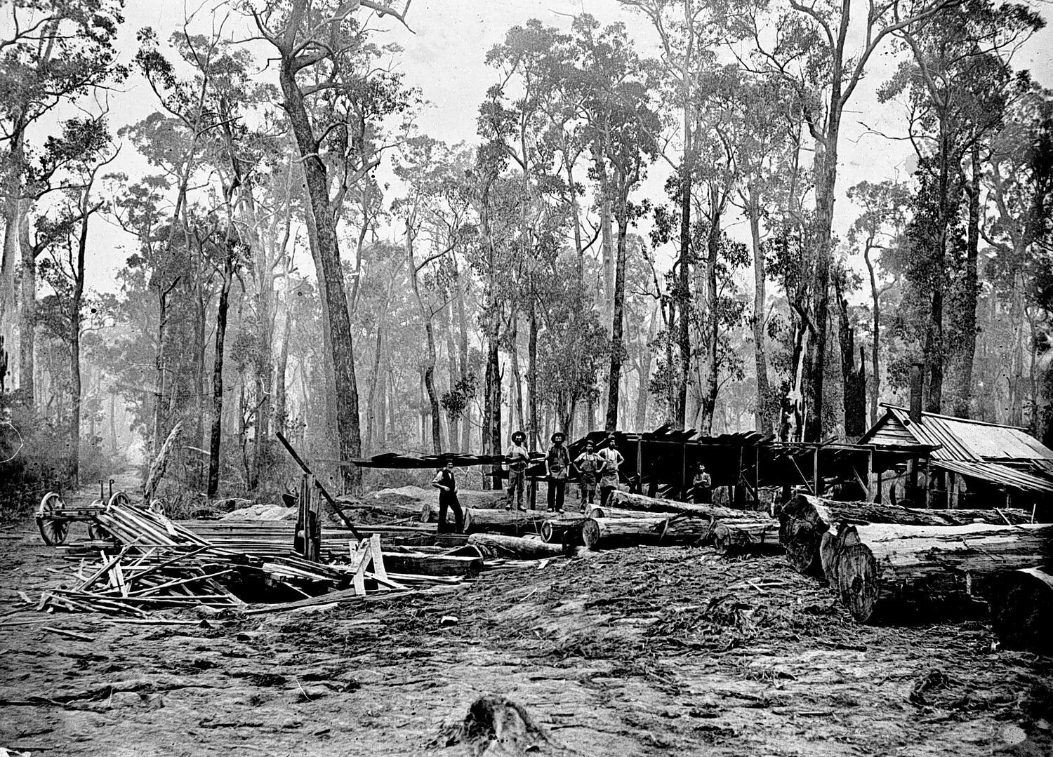Negative - Barwon Downs, Victoria, circa 1905