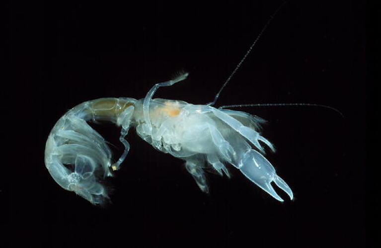 Trypaea australiensis Dana, 1852
