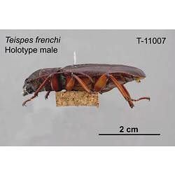 Teispes frenchi Blackburn, 1892