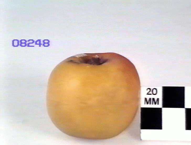 Apple Model - Sturmer Pippin, Harcourt, 1903