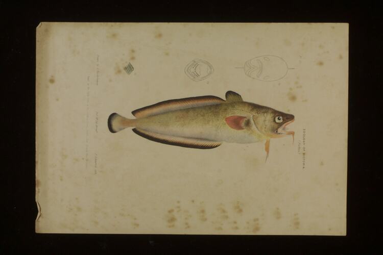 Lithographic colour proof - Pseudophysis barbata, the Australian Rock ...