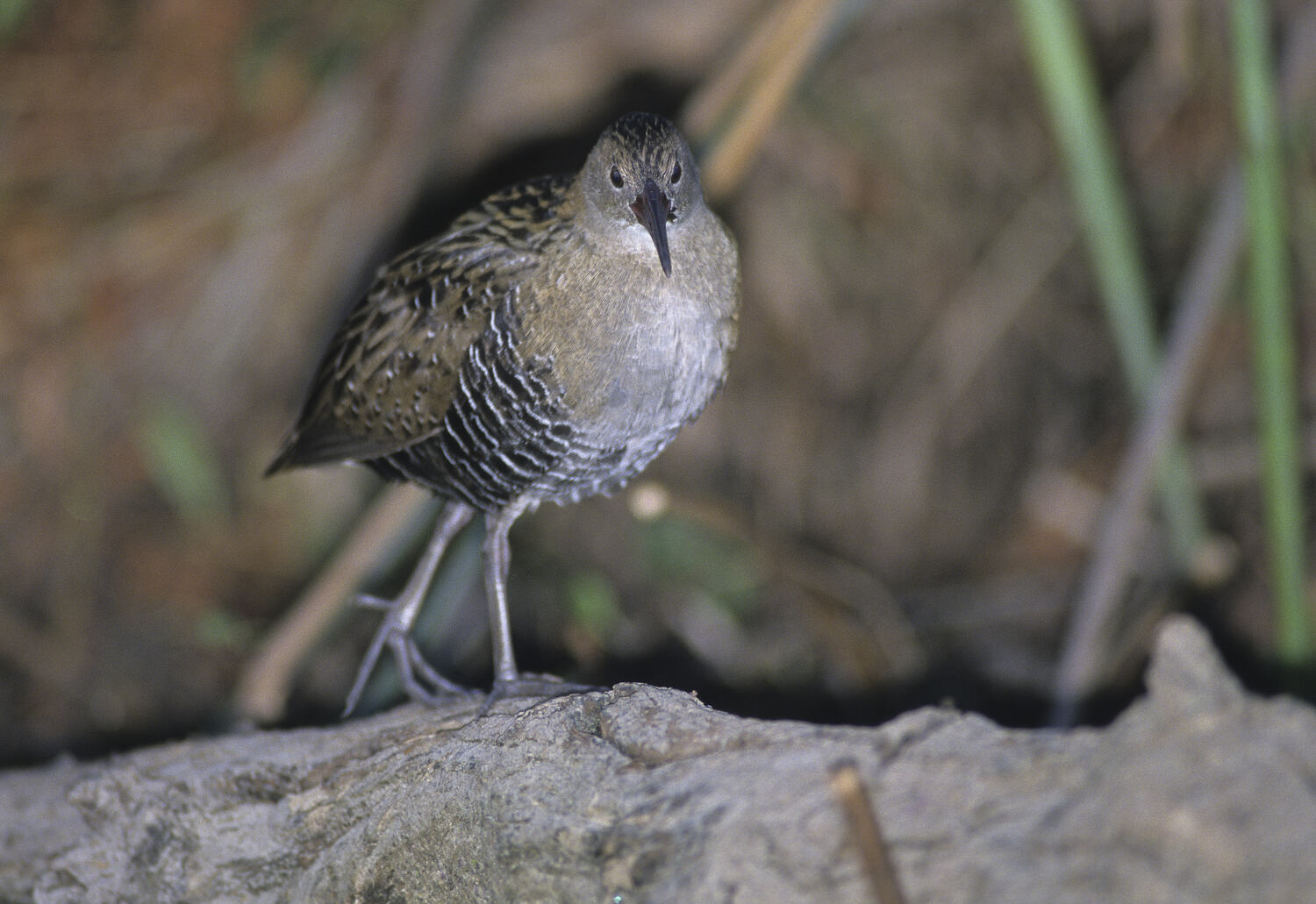 Lewinia pectoralis, Lewin's Rail