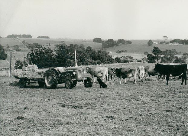 Photograph - Massey Ferguson MF30 Tractor & trailer, circa 1964