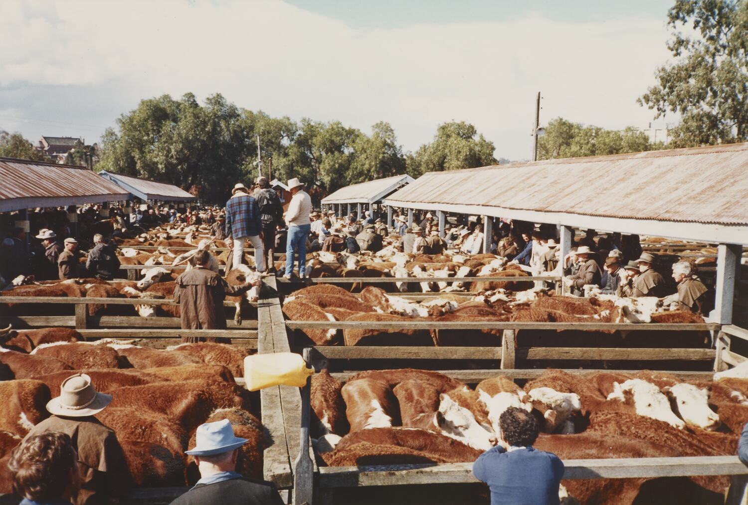 Digital Photograph - Cattle Sales, Newmarket Saleyards, Newmarket, Sep 1985