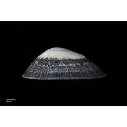 Patelloida victoriana (Singleton, 1937)