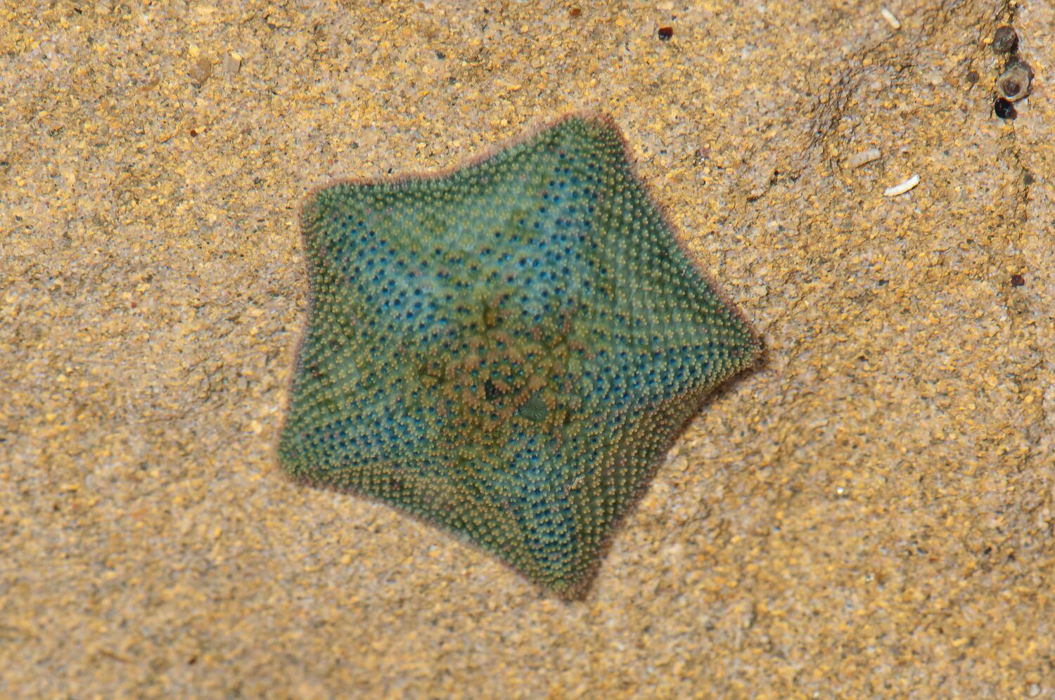 Parvulastra exigua (Lamarck, 1816), Five-armed Cushion Star
