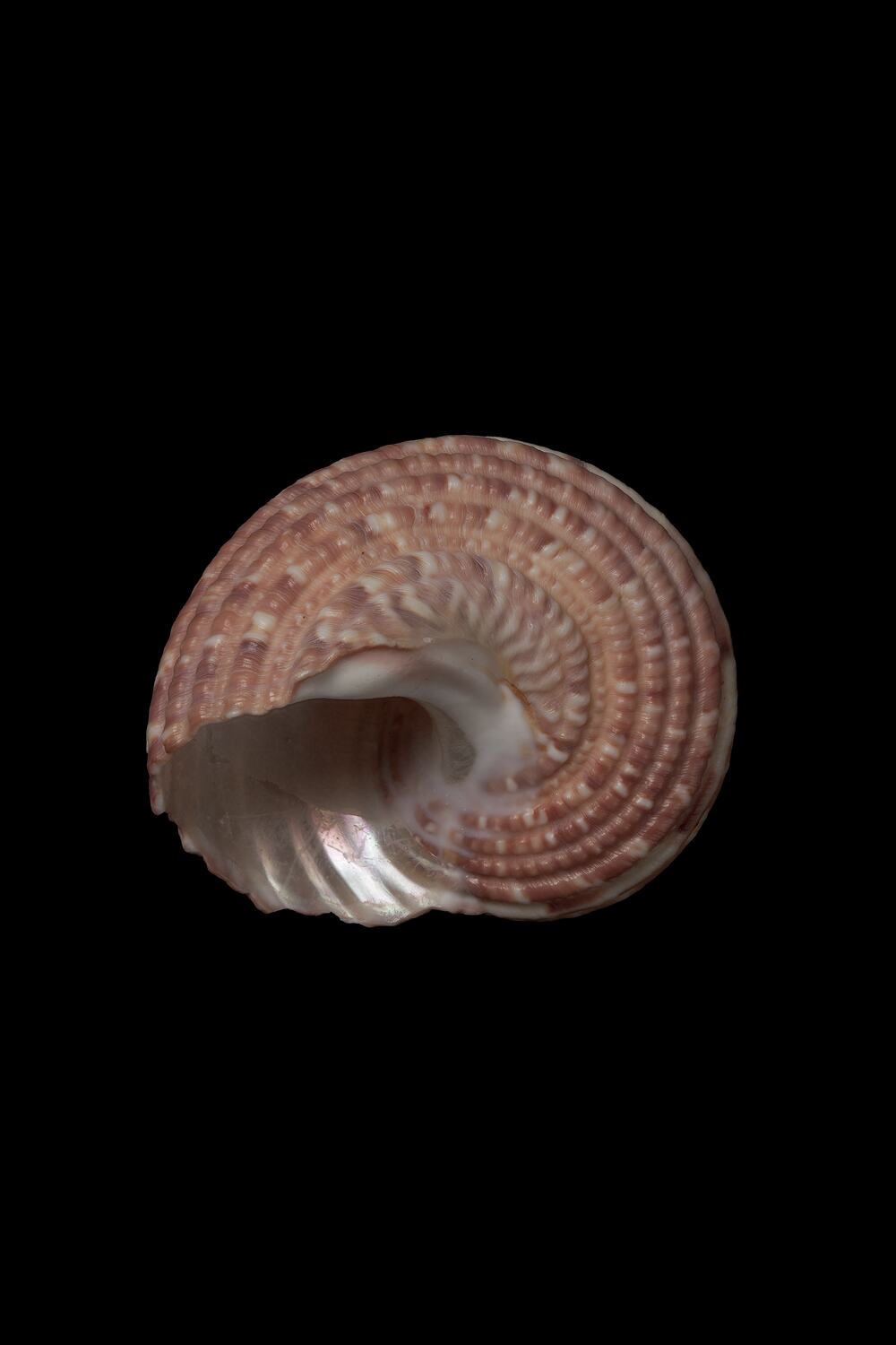 Turbo (Euninella) gruneri Philippi, 1846