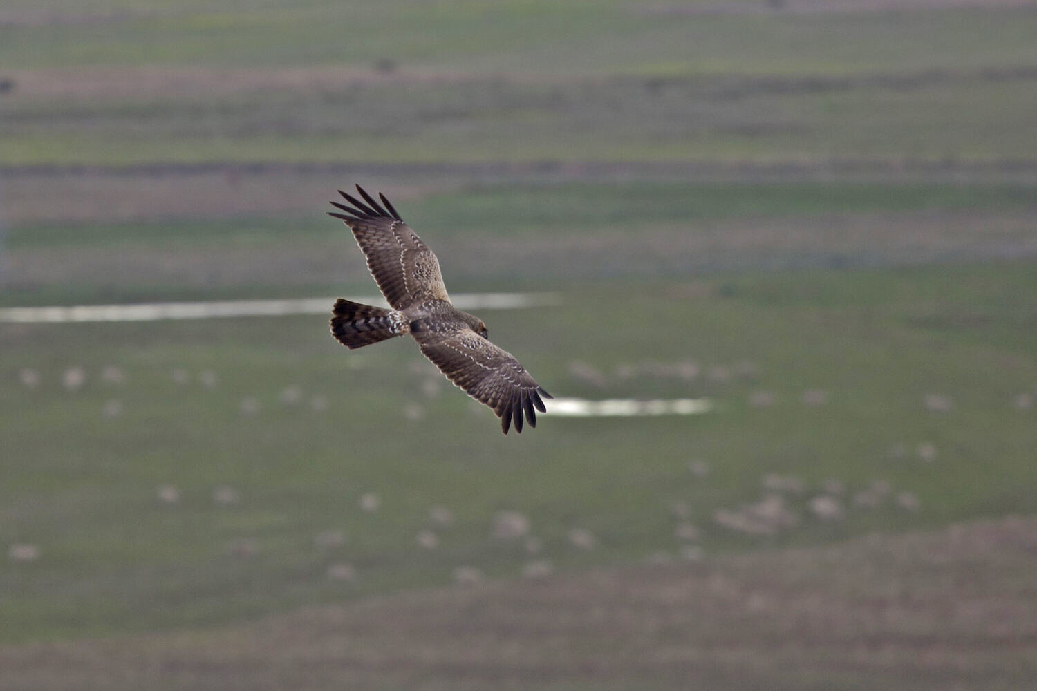 Circus approximans, Swamp Harrier