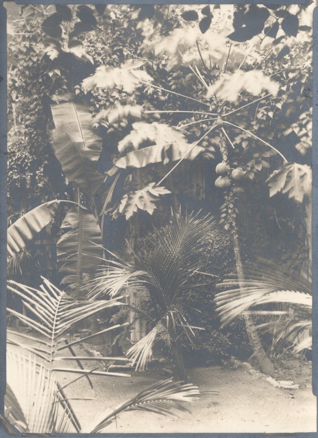 Photograph - Kodak Australasia Pty Ltd, Paw Paw Tree in Back Garden ...