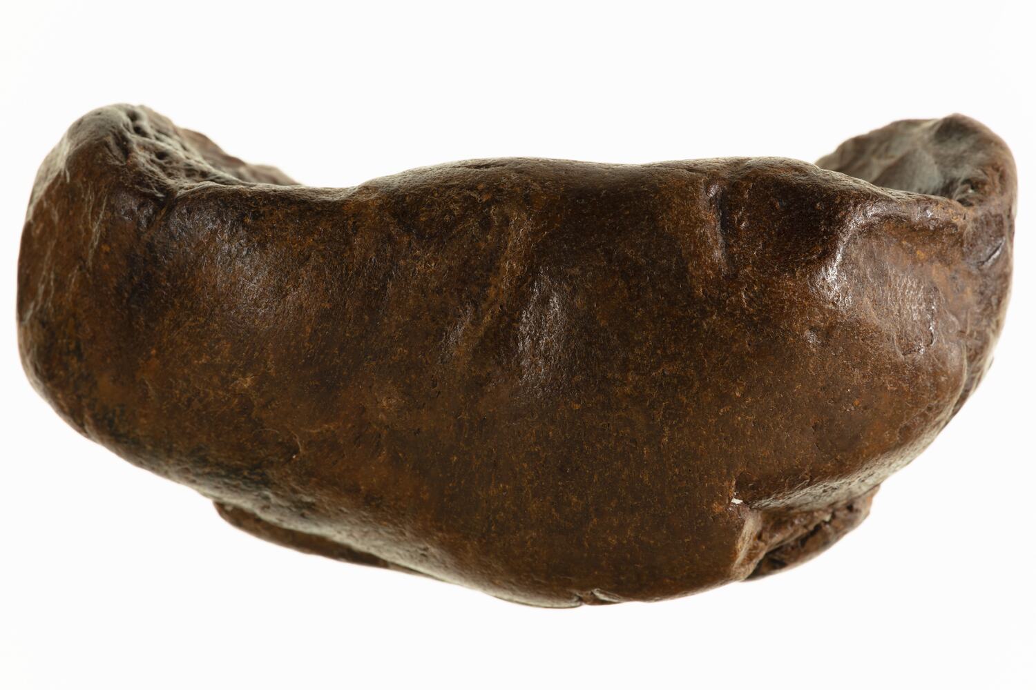 Research Focus, Bayside Fossils - Right Whale ear bone, Cetacea