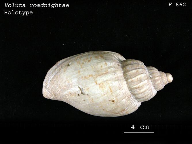 Voluta roadnightae Mccoy, 1881