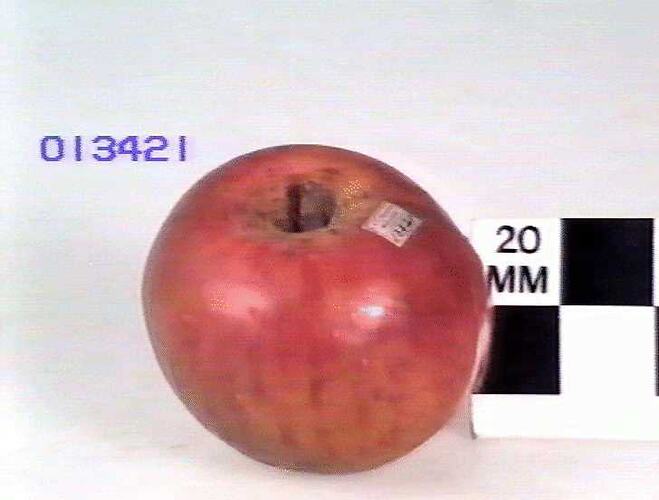 Apple Model - Carter's Blue, Burnley, 1878