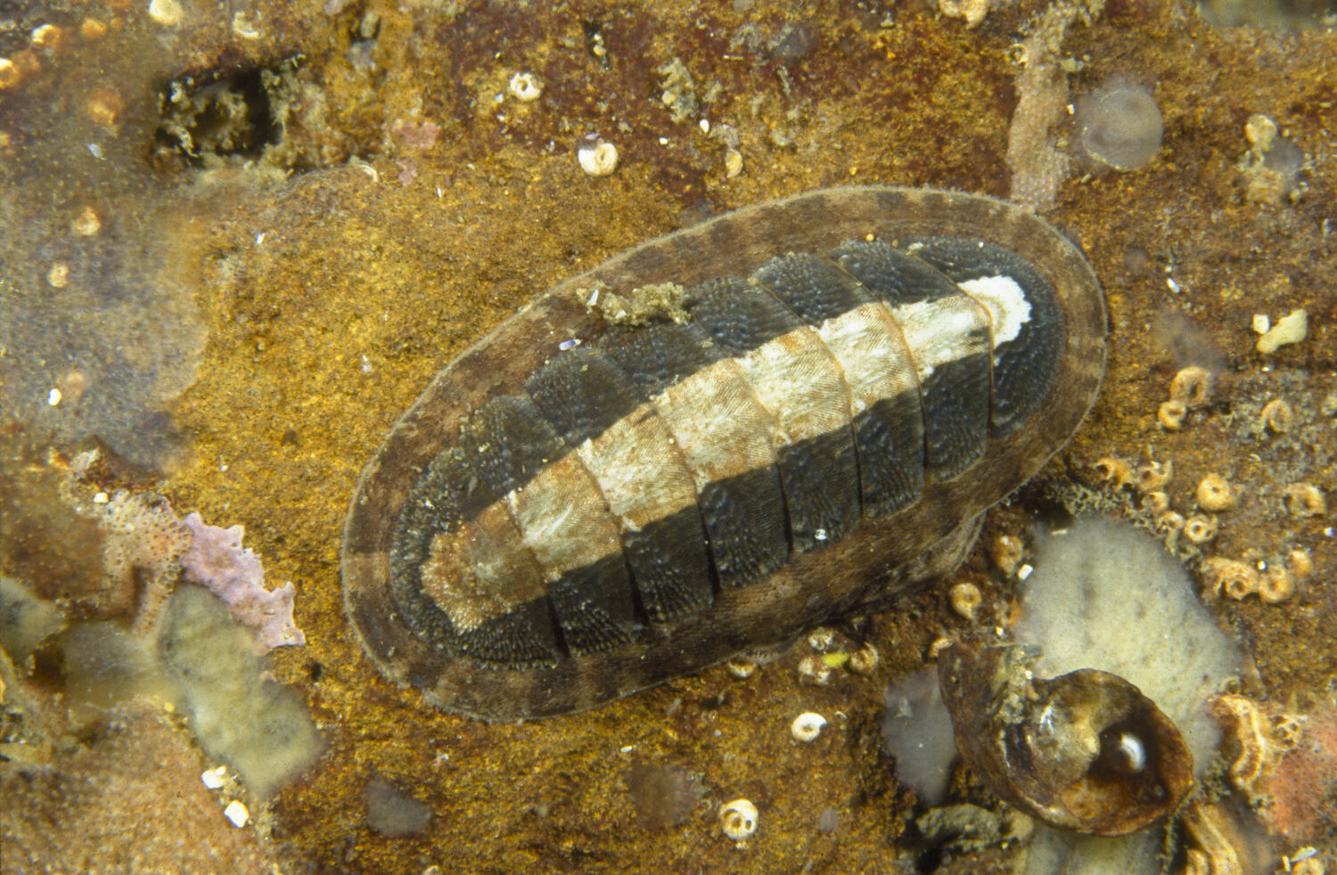 Ischnochiton (Ischnochiton) elongatus (Blainville, 1825), Elongate ...