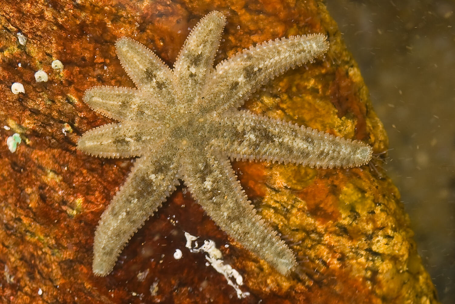 Allostichaster polyplax (J. Müller & Troschel, 1844), Seastar
