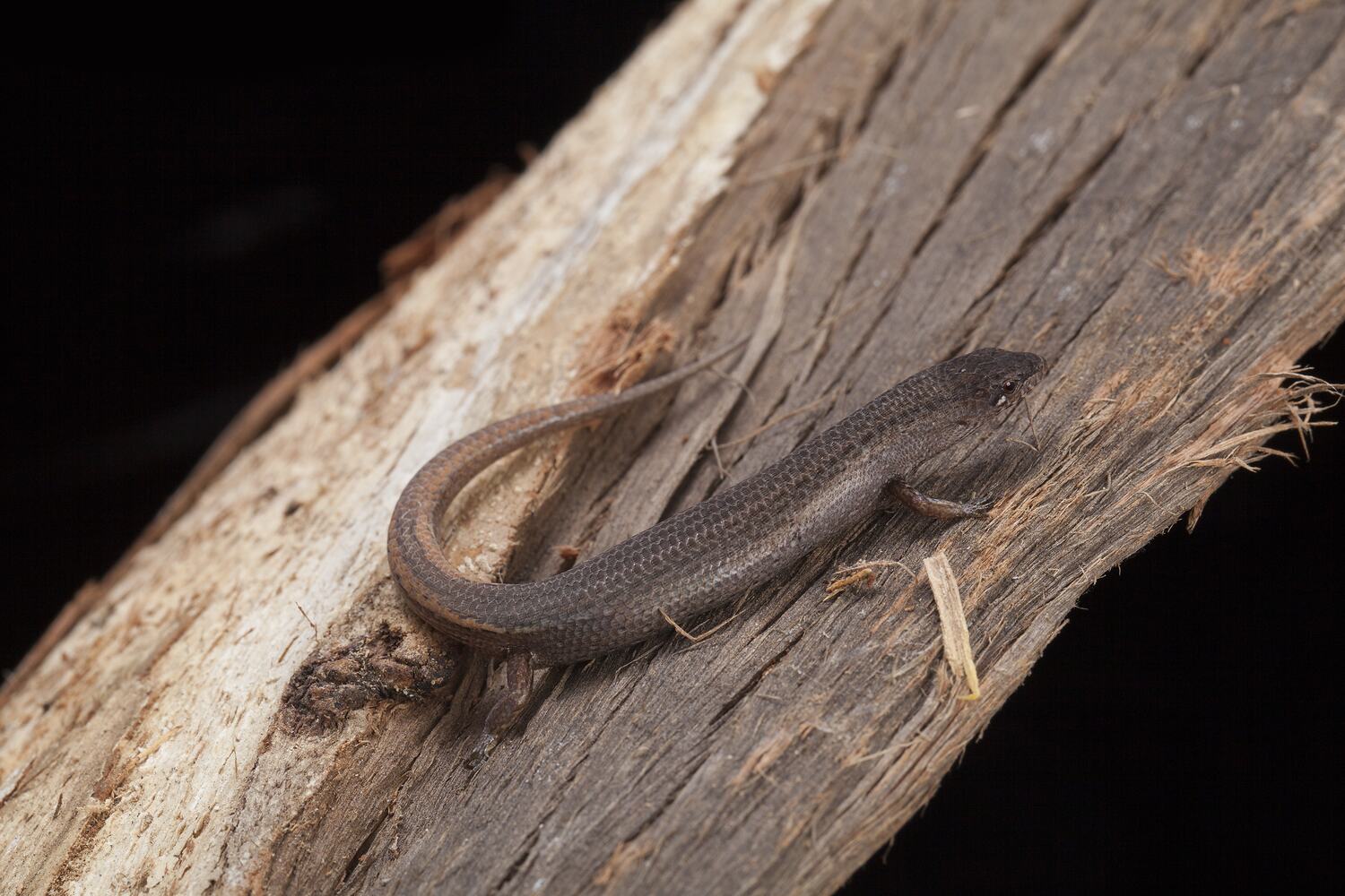 Saproscincus mustelinus (O'Shaughnessy, 1874), Weasel Skink