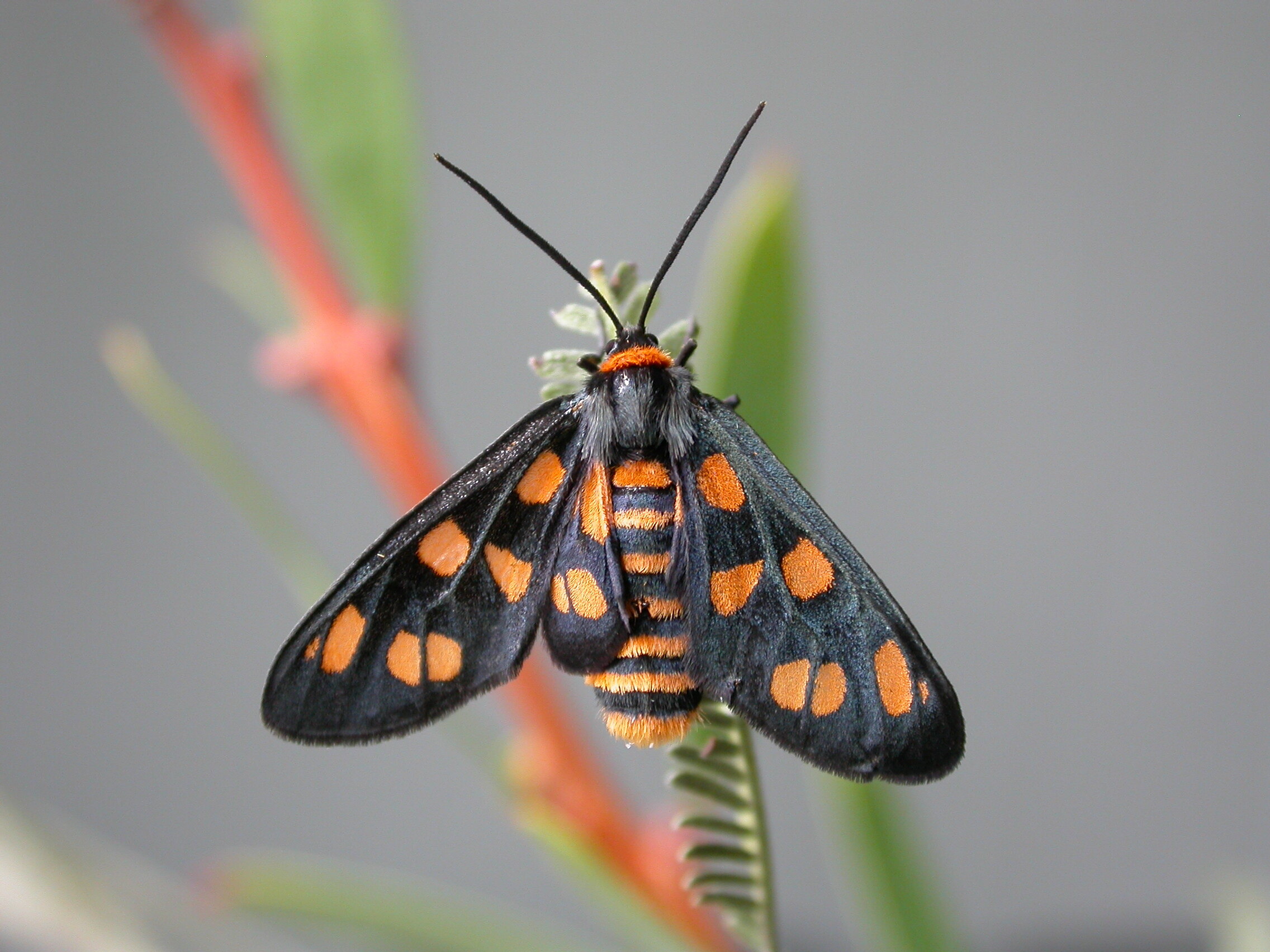 Orange Moth Species