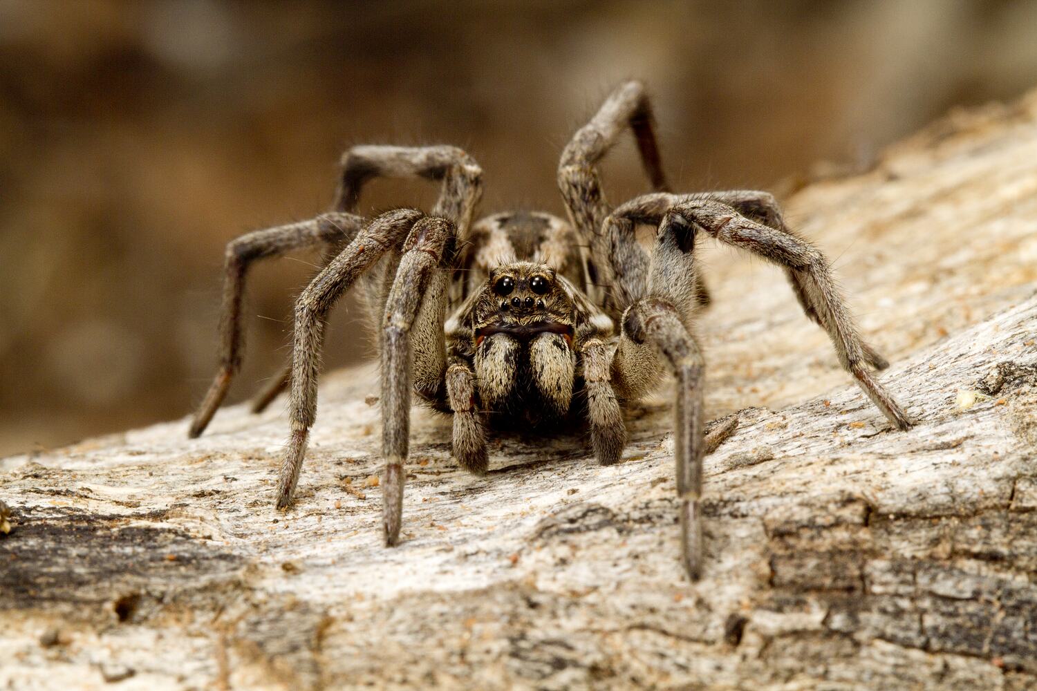 Lycosidae, Wolf Spiders