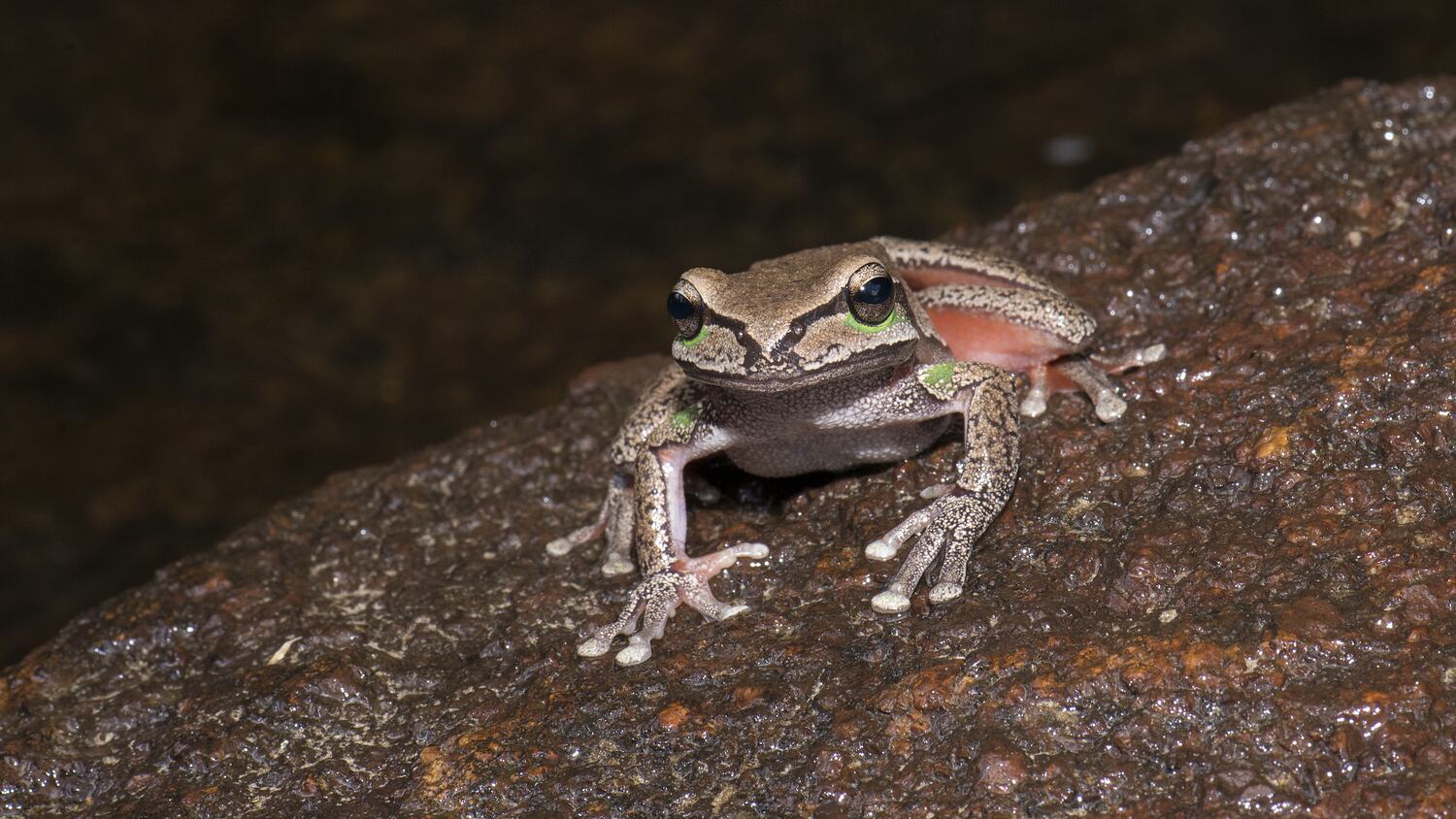 Litoria citropa (Duméril & Bibron, 1841), Blue Mountains Tree Frog