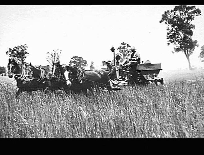 Photograph - H.V. McKay Massey Harris, H.S.T. Engine Functiioned Header ...