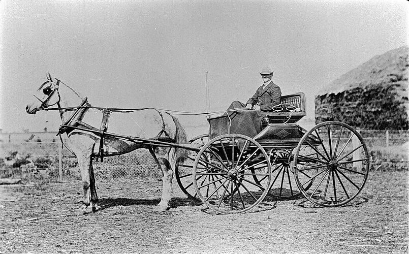 Negative - Man in a Horse-Drawn Carriage, Victoria, 1910