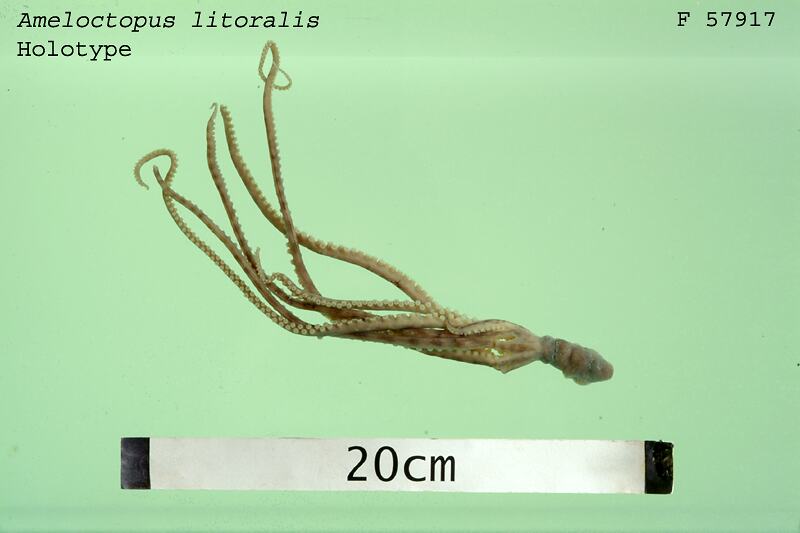 Ameloctopus litoralis Norman, 1992