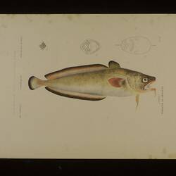 Lithographic colour proof - Pseudophysis barbata, the Australian Rock ...