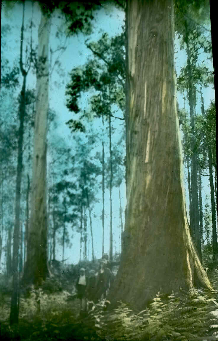 Lantern Slide - Candlebark Tree, Wandin, Victoria, 1936