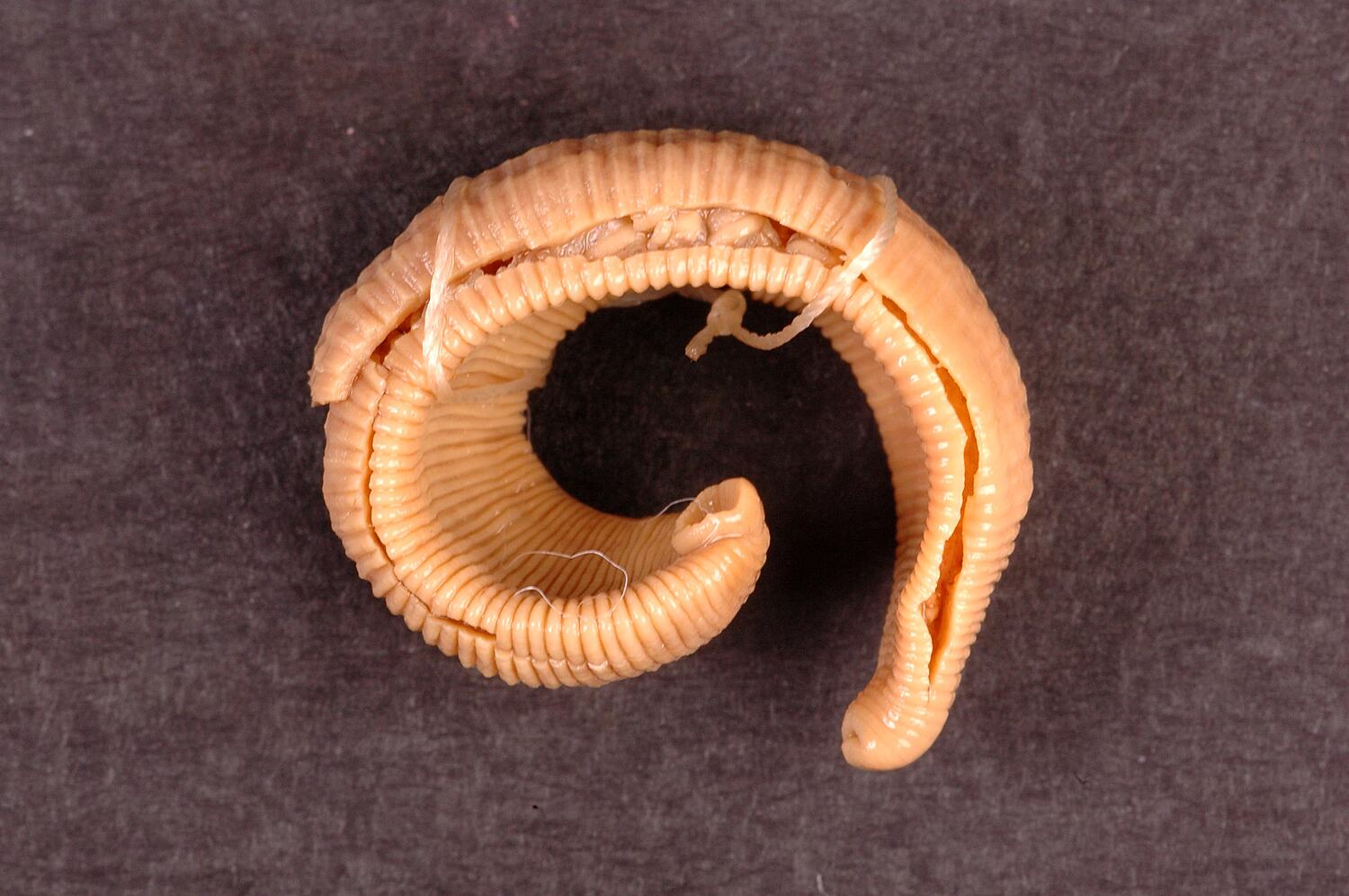 Quantenobdella howensis Richardson, 1969