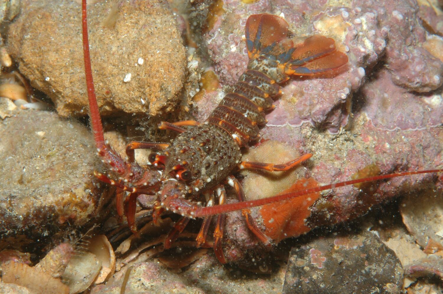 Jasus edwardsii (Hutton, 1875), Southern Rock Lobster