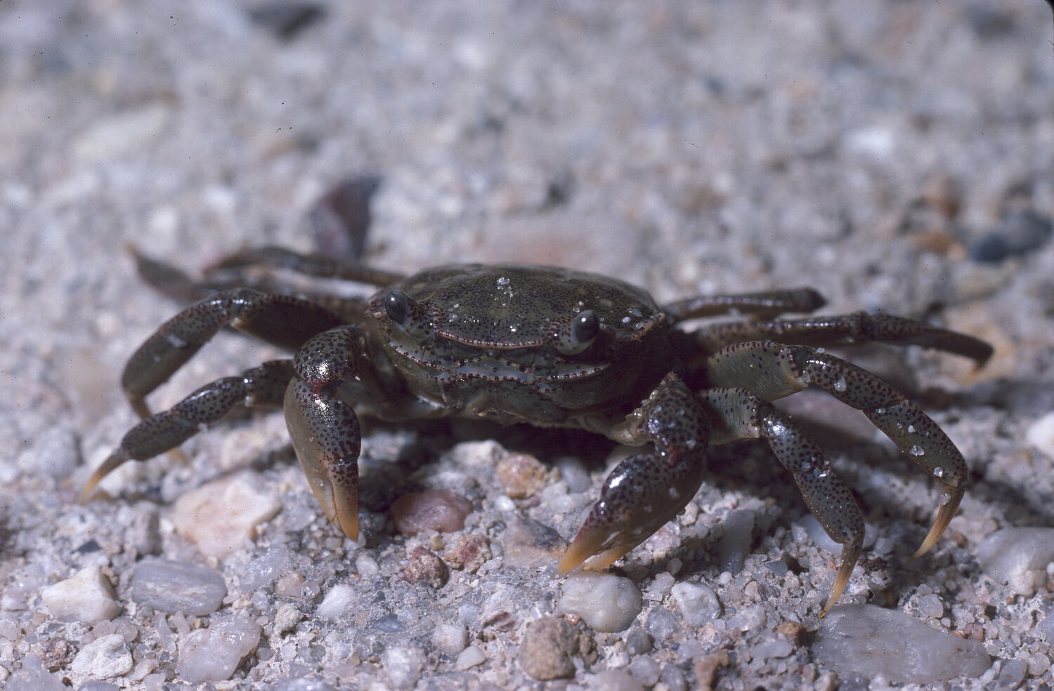 Paragrapsus gaimardii (Milne Edwards, 1837), Red-spotted Shore Crab