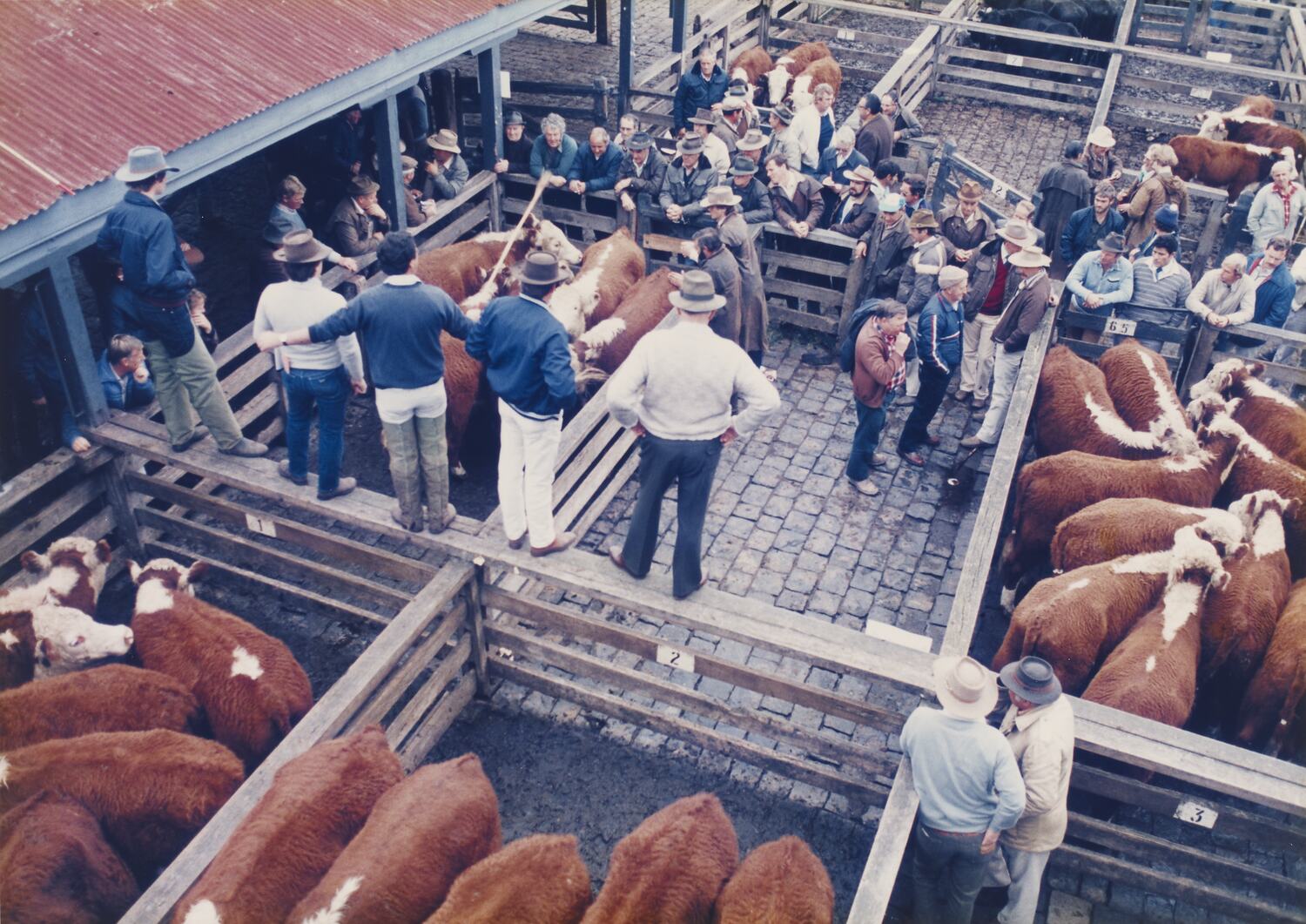 Digital Photograph - Cattle Sale, Newmarket Saleyards, Newmarket, 1987