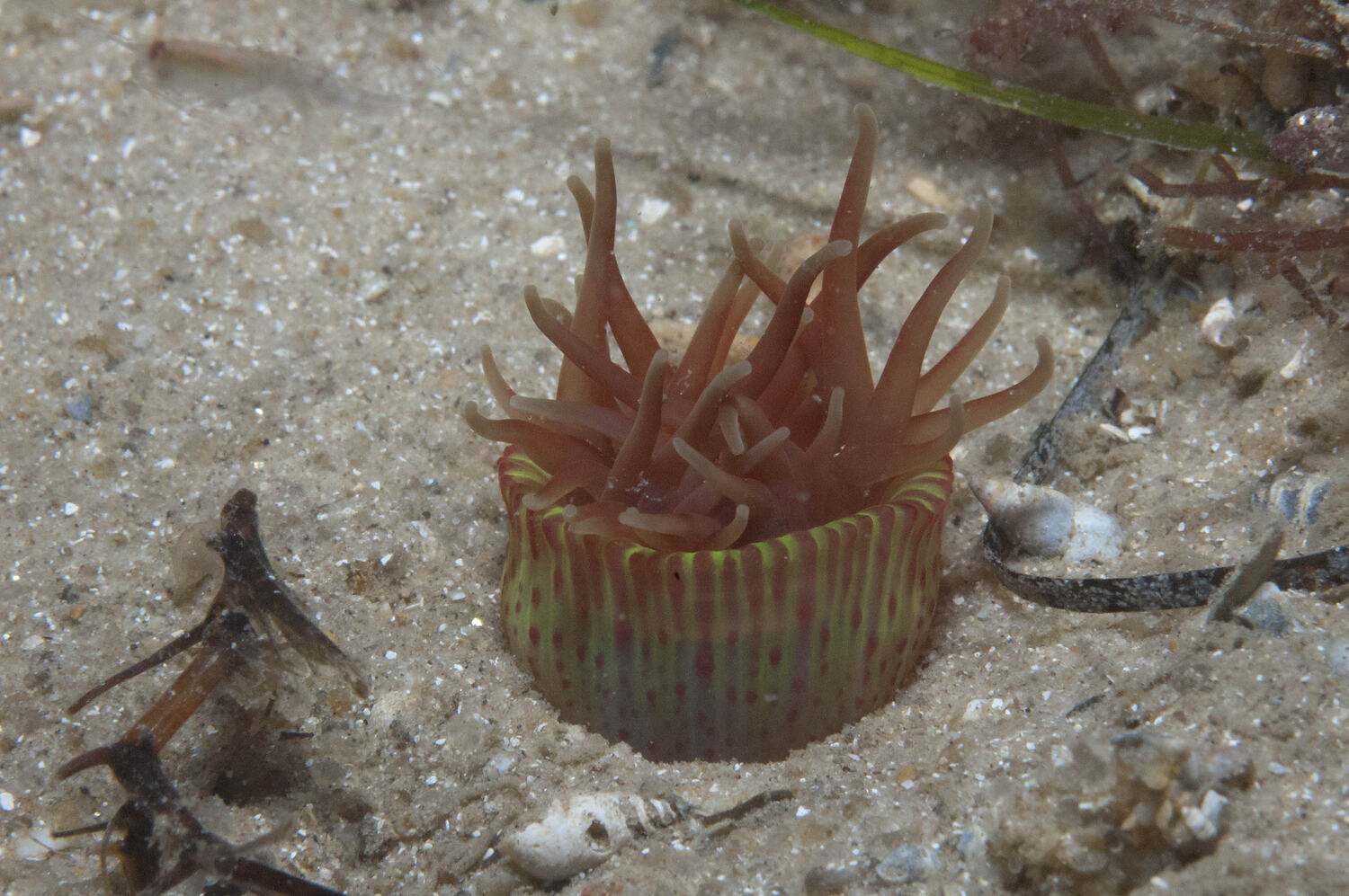 Epiactis thompsoni (Coughtrey, 1875), Anemone