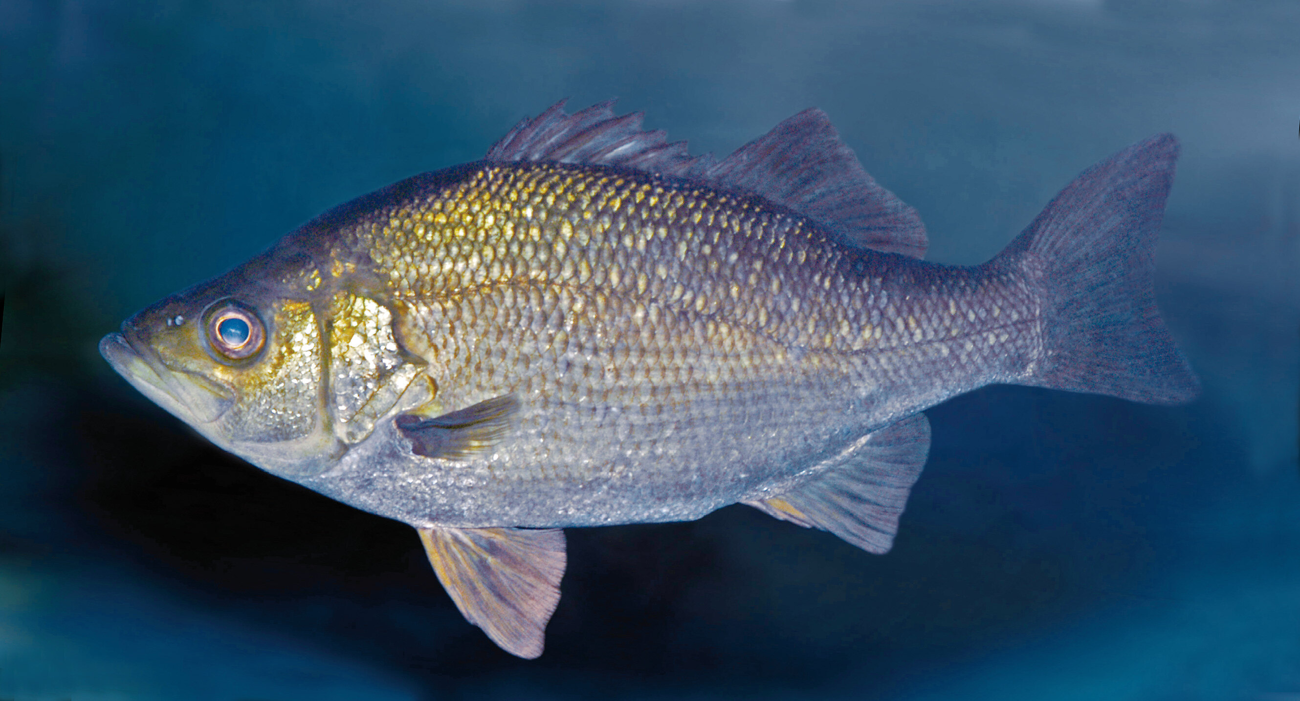 Estuary perch store
