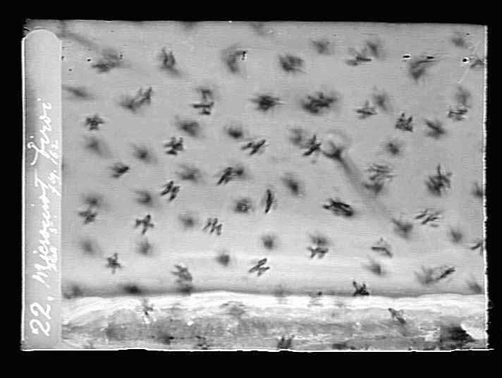 Glass Negative - Microscope Slide, by A.J. Campbell, Australia, circa 1900