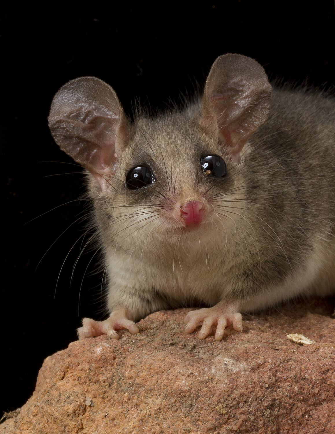 Cercartetus nanus, Eastern Pygmy Possum