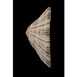 Diodora lineata (Sowerby, 1835)