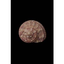 Turbo (Euninella) gruneri Philippi, 1846