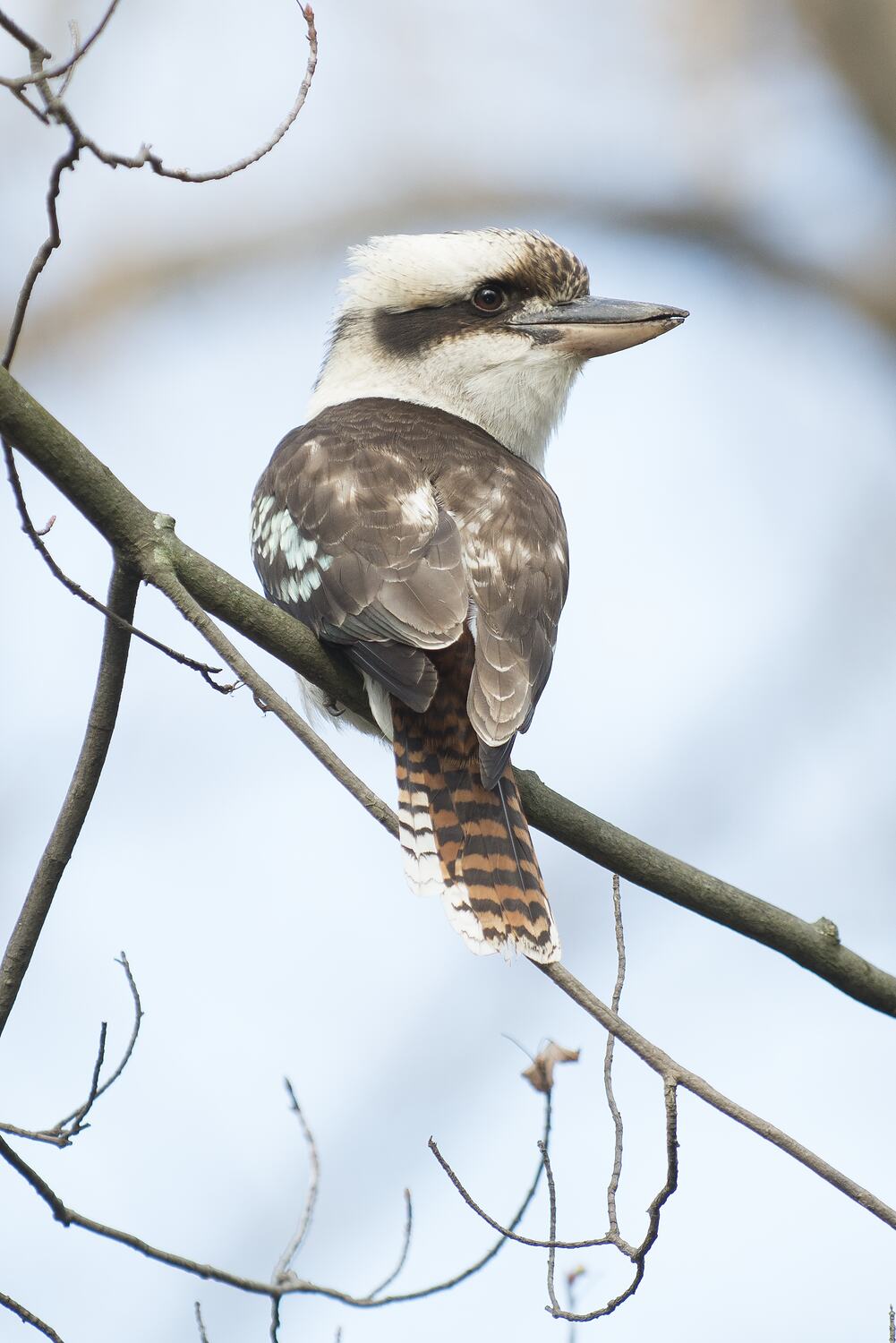 Dacelo novaeguineae, Laughing Kookaburra