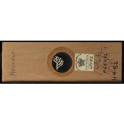 Hornera robusta MacGillivray, 1883