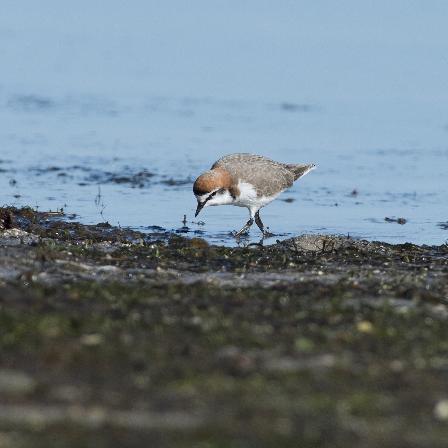 Charadrius ruficapillus, Red-capped Plover