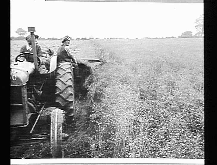 Copy Negative - Harrison McGregor, Sonen Flax Puller, England, 1943