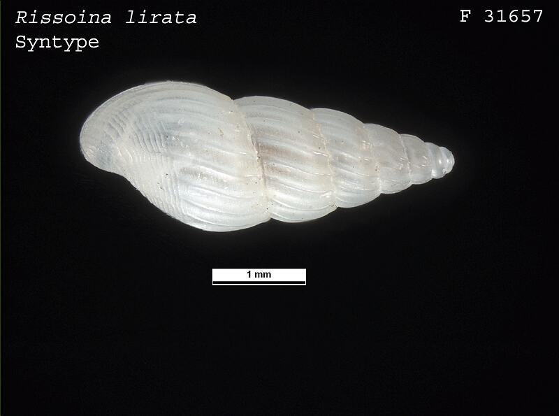 Rissoina (Rissoina) lirata Angas, 1880