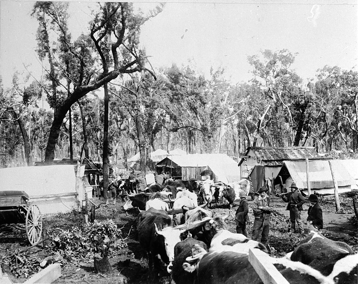 Negative - Mafeking, Victoria, circa 1895