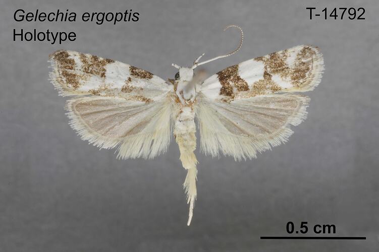 Gelechia Lower