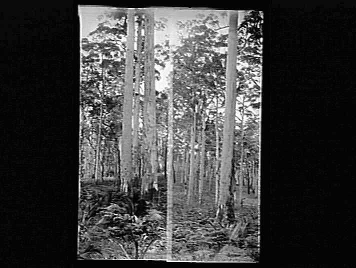 Glass Negative - Forest, by A.J. Campbell, Western Australia, 1920