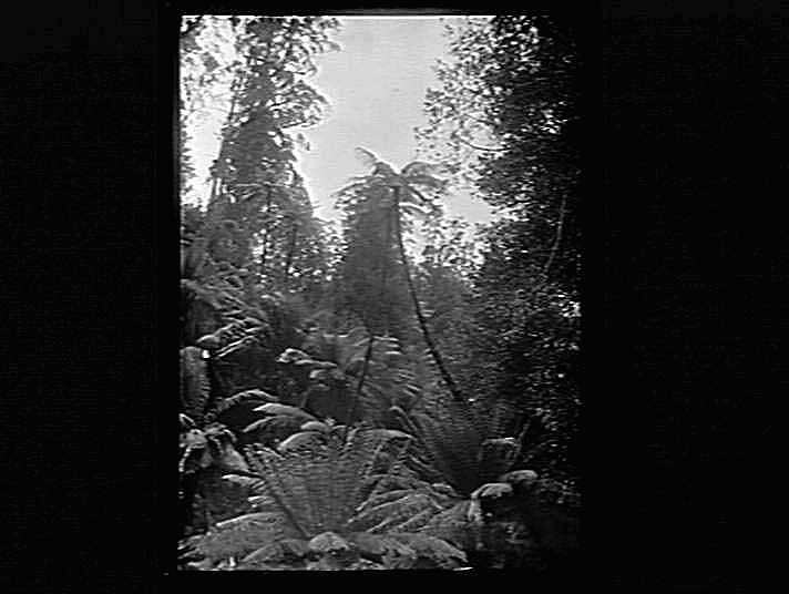 Glass Negative - Forest, by A.J. Campbell, Dandenong Ranges, Victoria ...