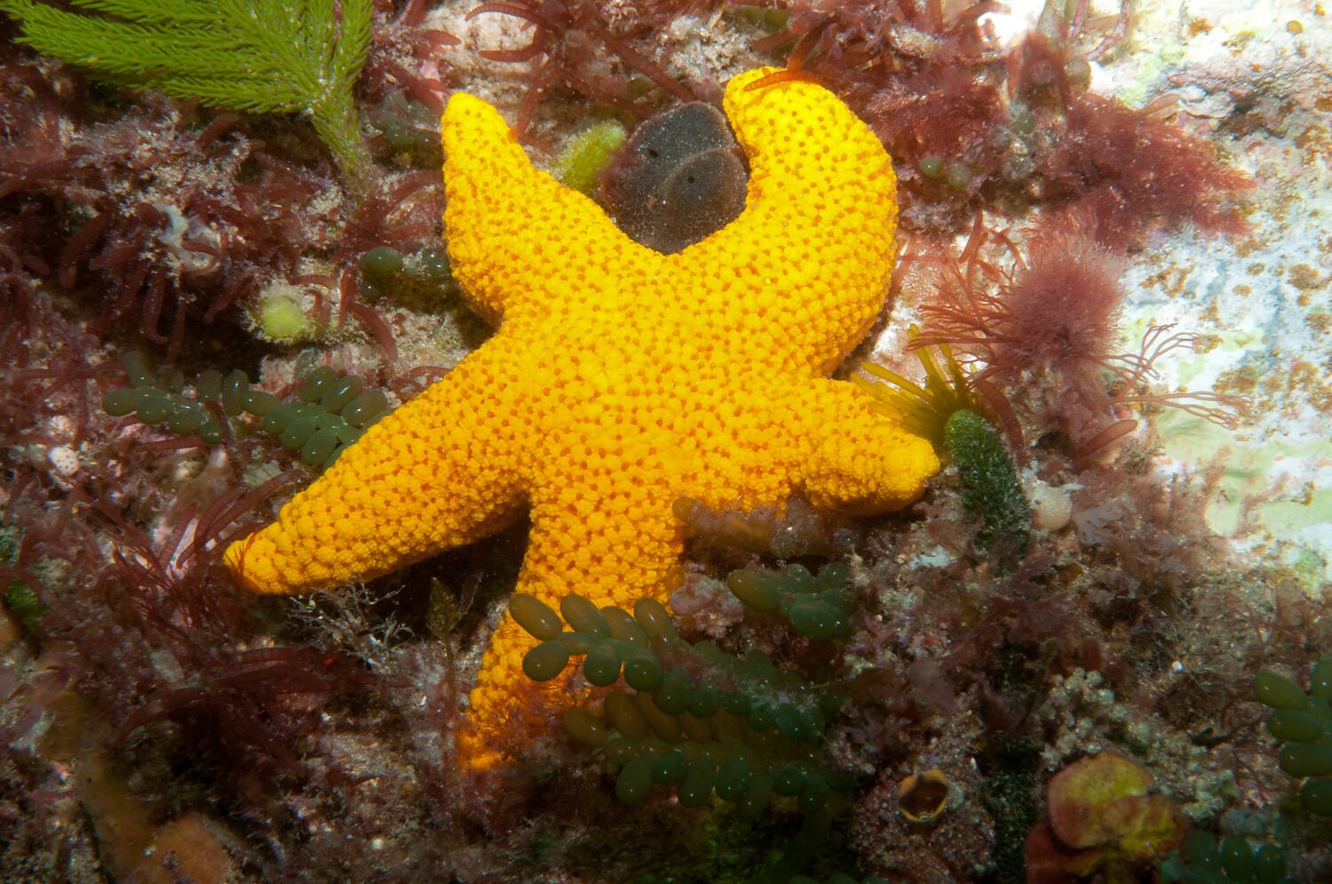 Fromia polypora Clark, 1916, Seastar